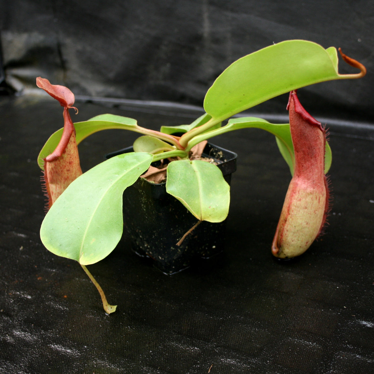 Nepenthes alata x truncata, CAR-0003 – Carnivero