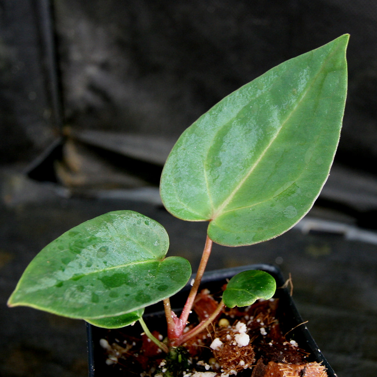 Anthurium (magnificum x forgetii) x {[regale x (crystallinum x magnifi ...