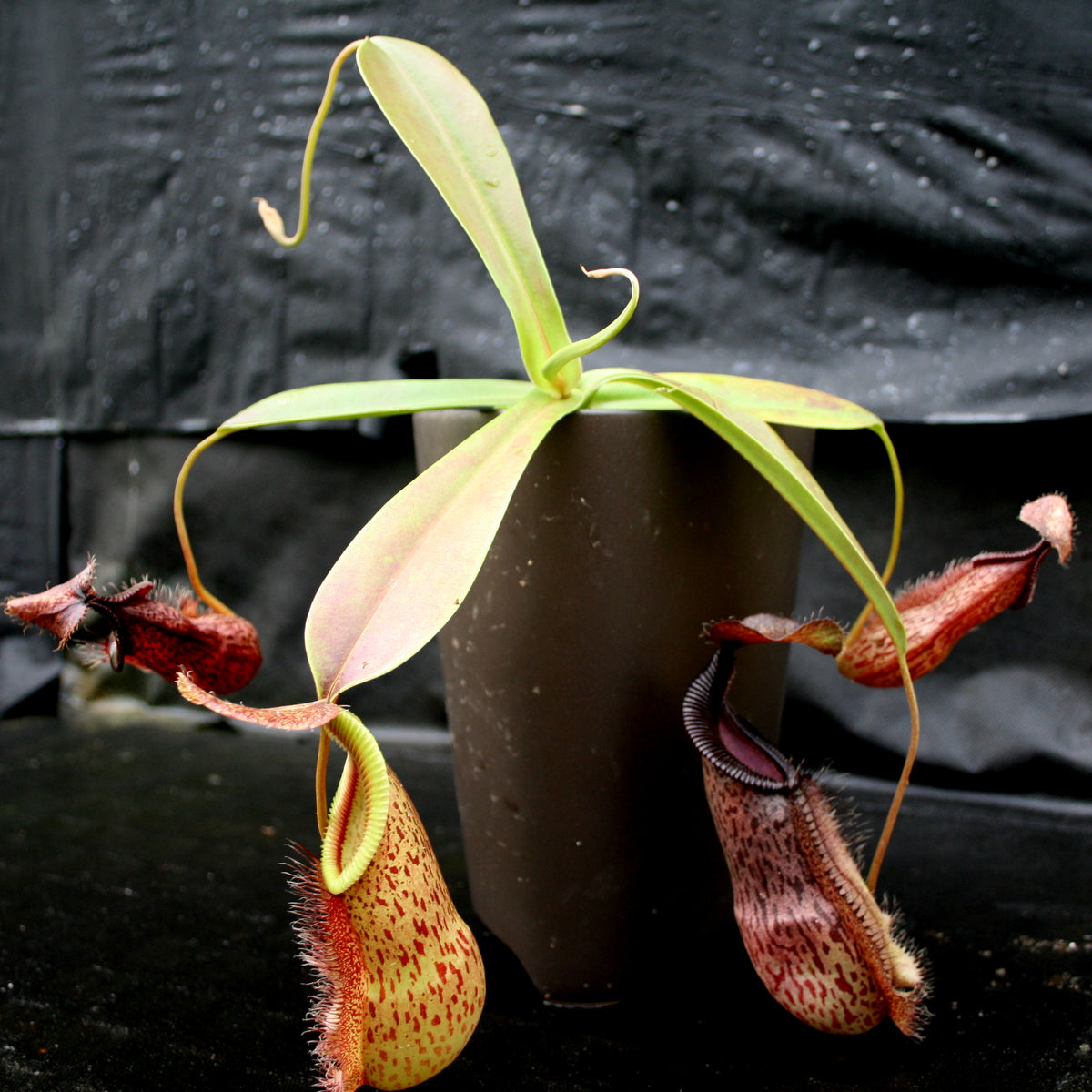 Nepenthes spathulata x hamata, BE-3793 – Carnivero