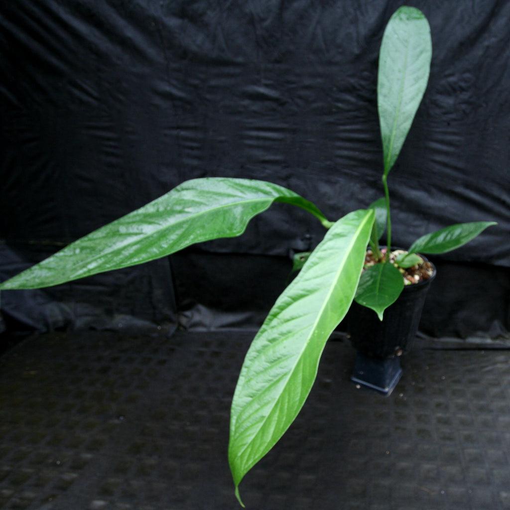 Anthurium cubense x pendulifolium (same cross as Big Bill) – Carnivero