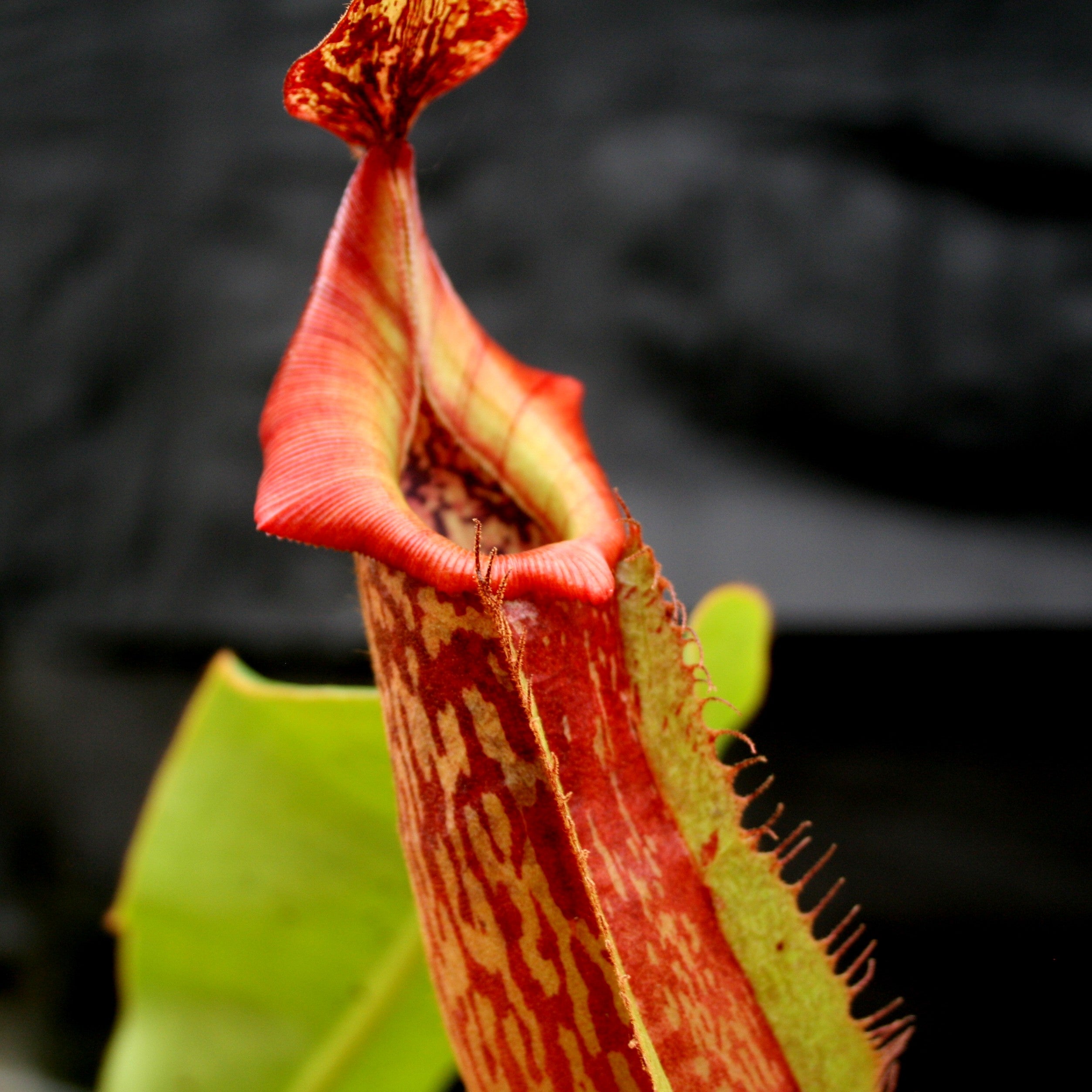 Nepenthes maxima "Pieriensis" x veitchii "Pink Candy Cane", CAR-0049 ...