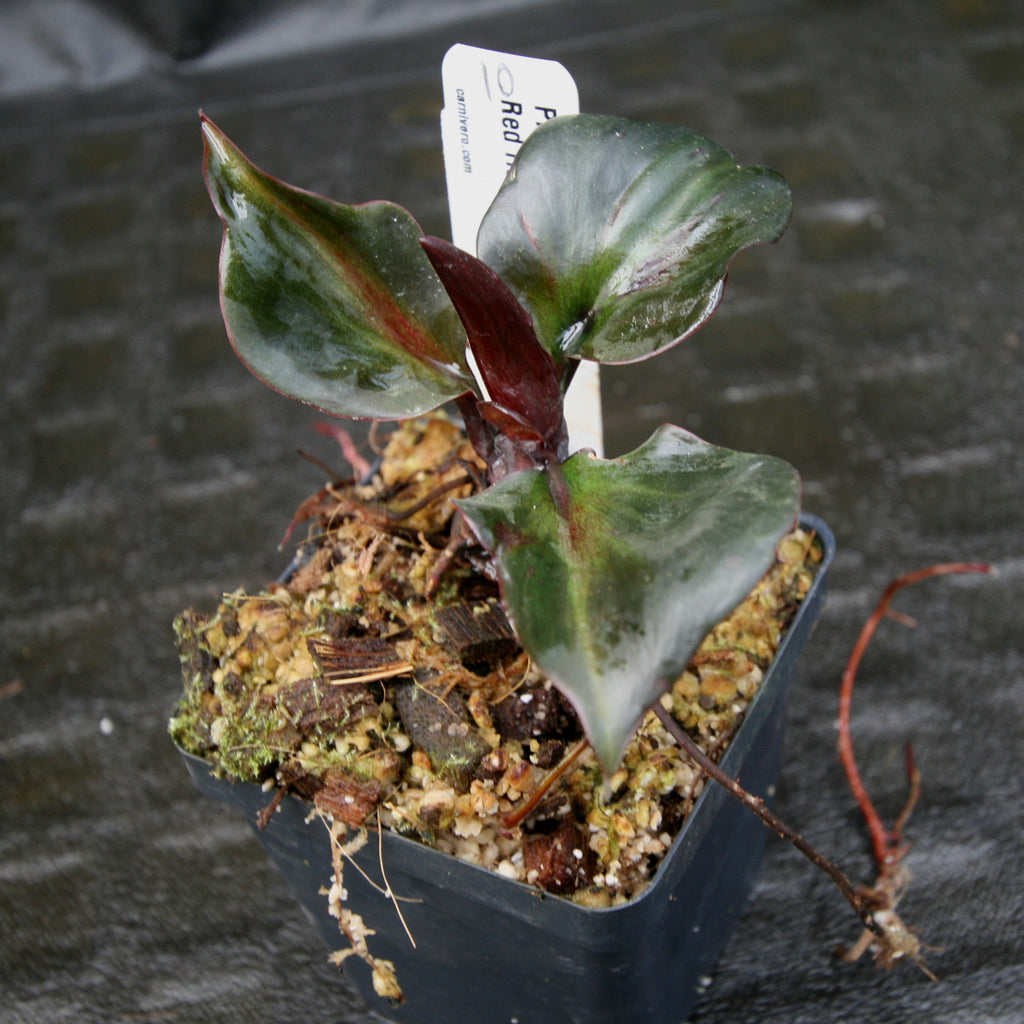 Philodendron Red Heart – Carnivero