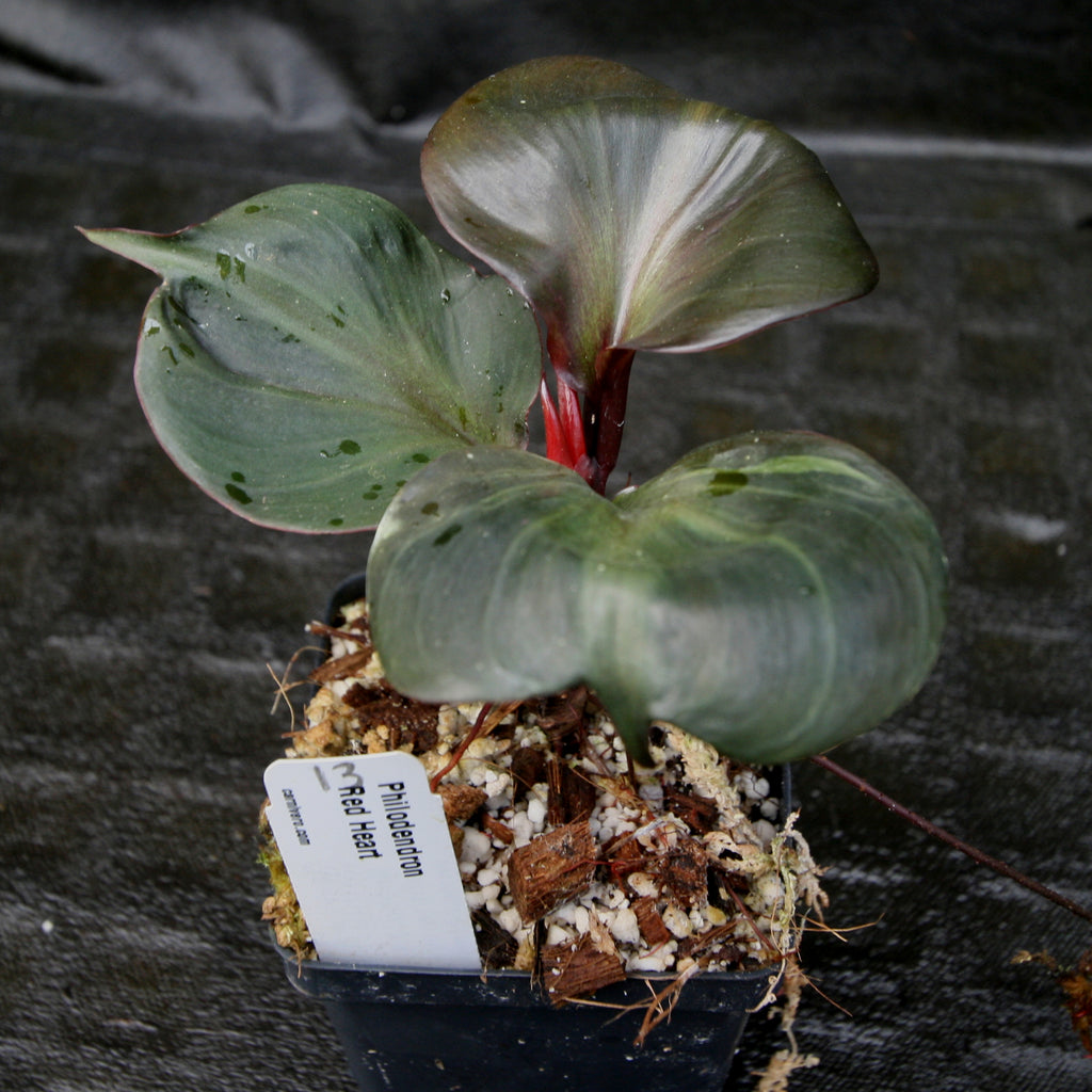 Philodendron Red Heart – Carnivero