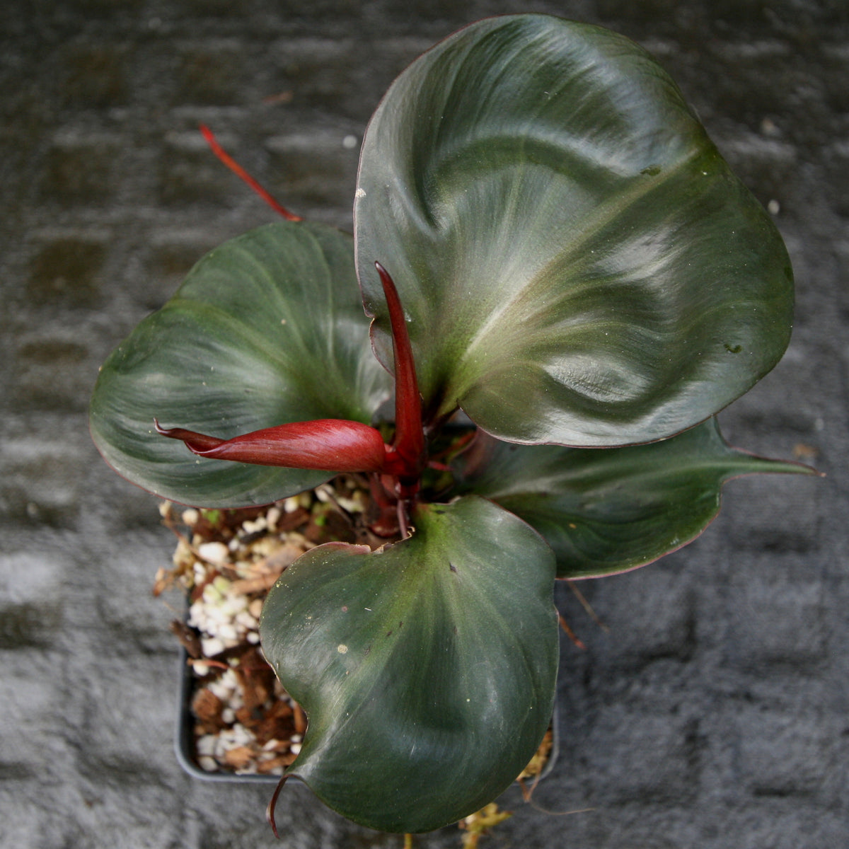 Philodendron Red Heart – Carnivero