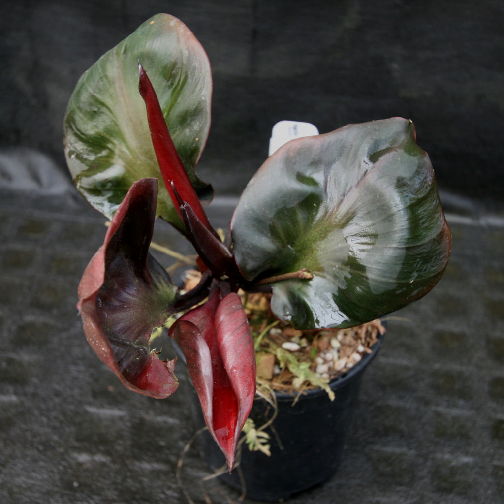 Philodendron Red Heart – Carnivero