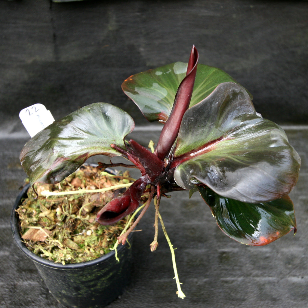 Philodendron Red Heart – Carnivero