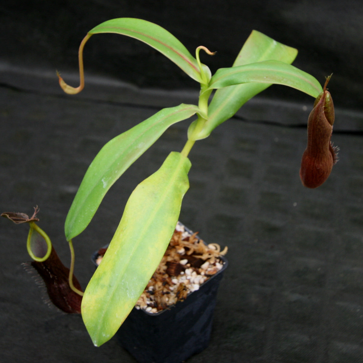Nepenthes sanguinea – Carnivero