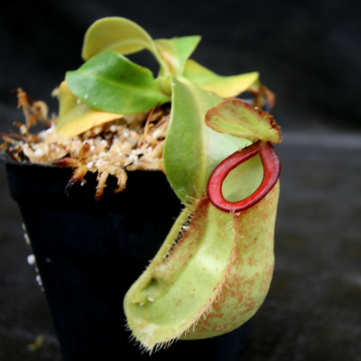 Nepenthes spathulata x ampullaria, BE-4073 – Carnivero
