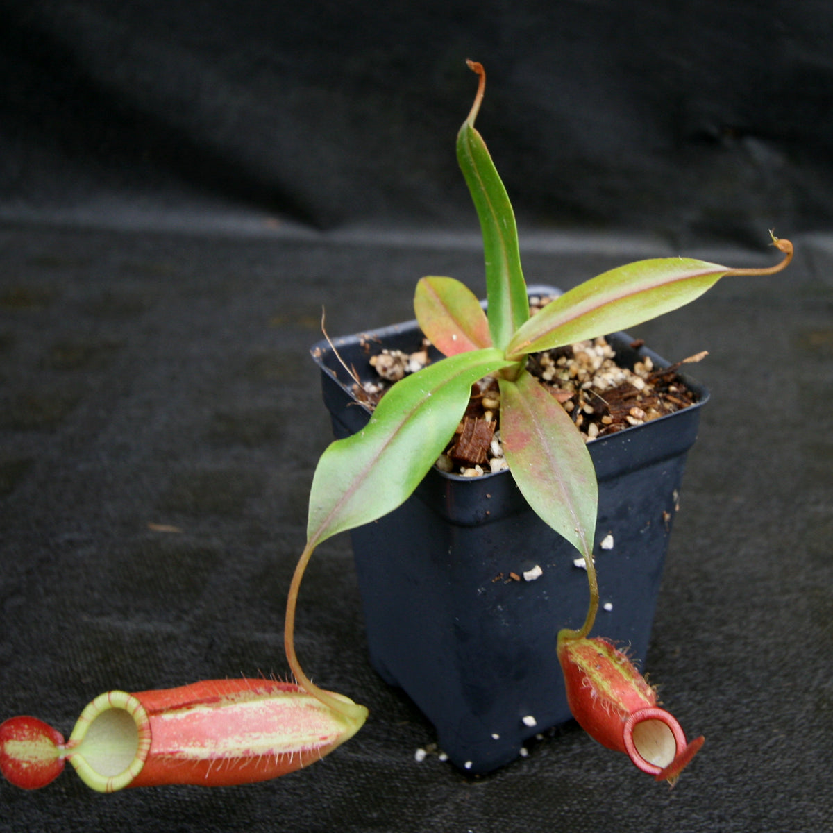 Nepenthes ampullaria x (spectabilis x talangensis), BE-3738 – Carnivero
