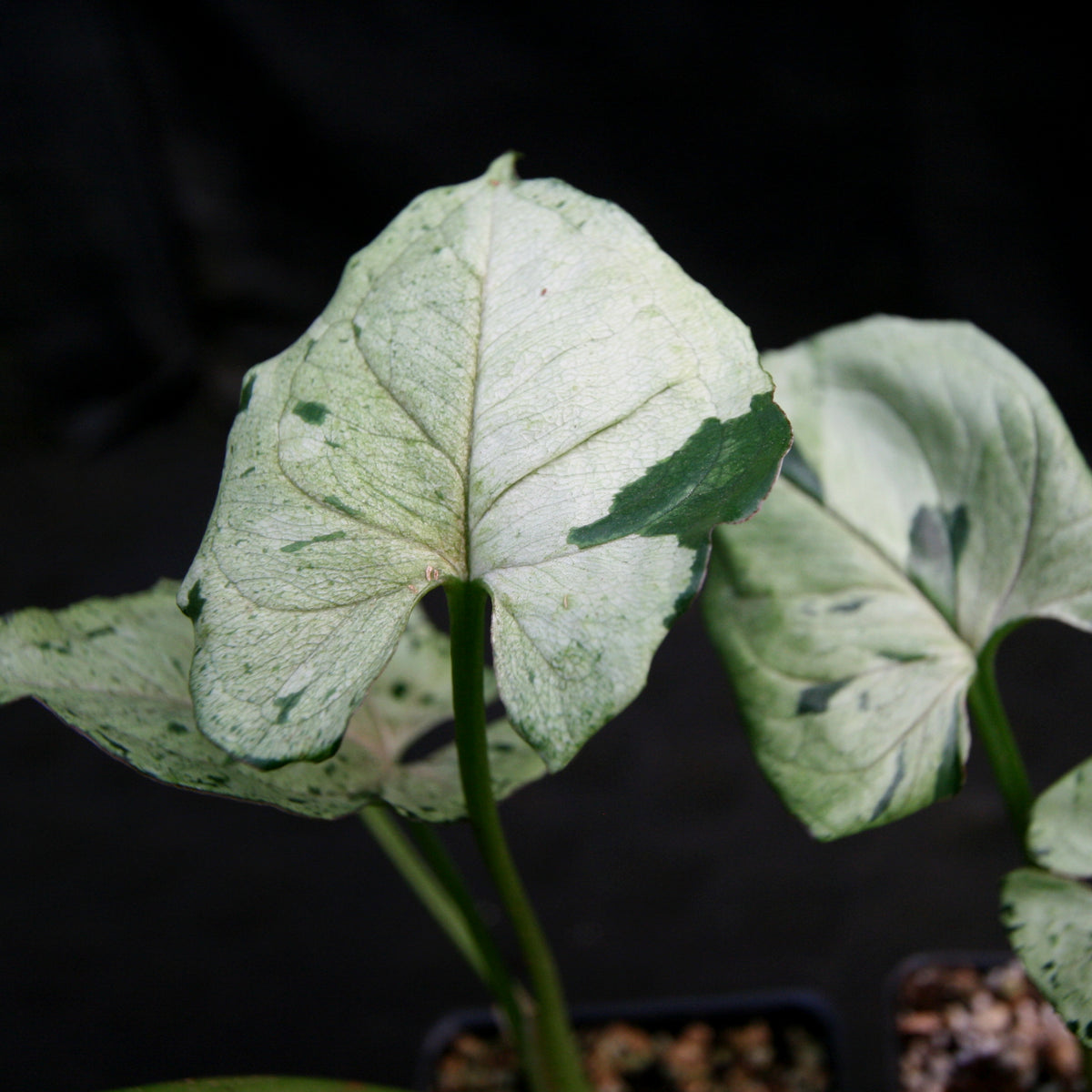 Syngonium Green Splash – Carnivero