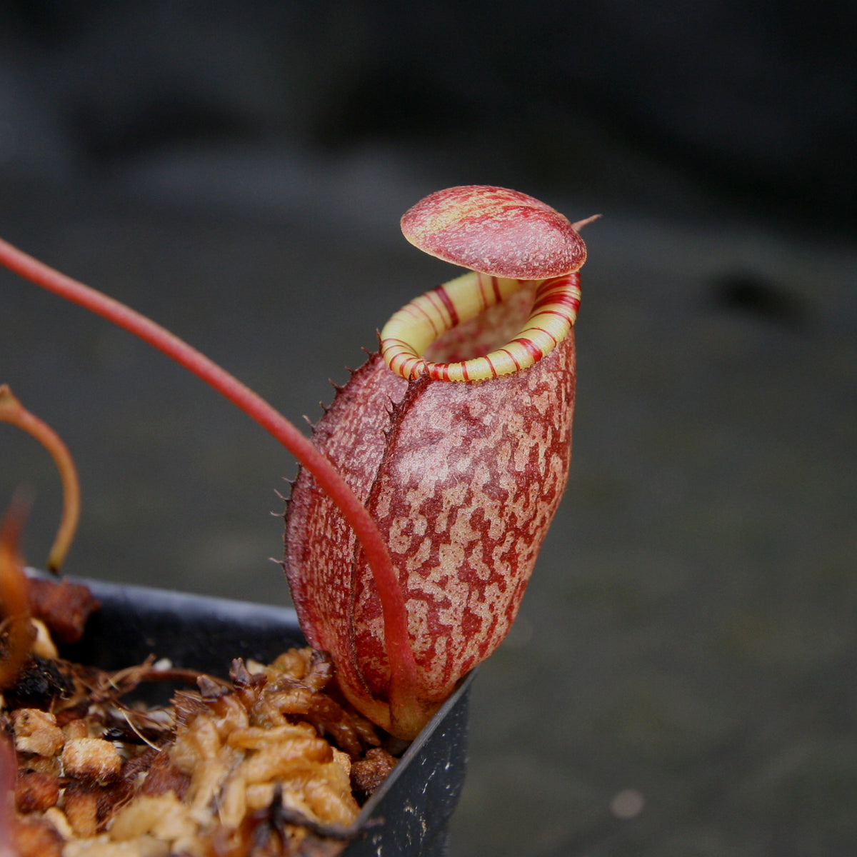 Nepenthes spectabilis x tenuis – Carnivero