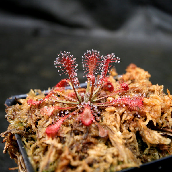 Drosera oblanceolata sundew – Carnivero