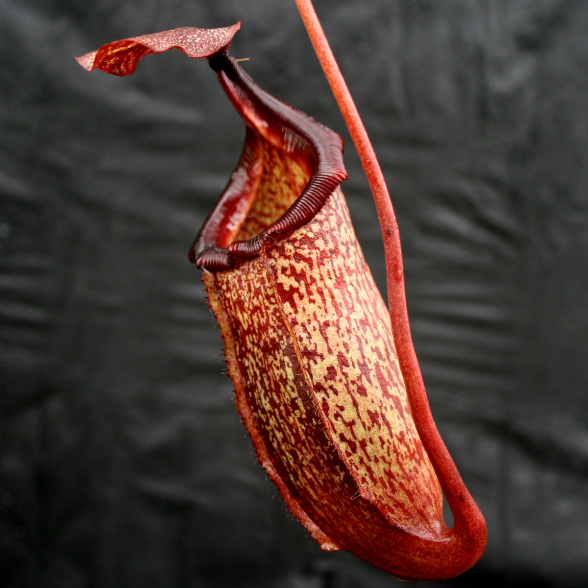 Nepenthes maxima x sibuyanensis - DM040 – Carnivero