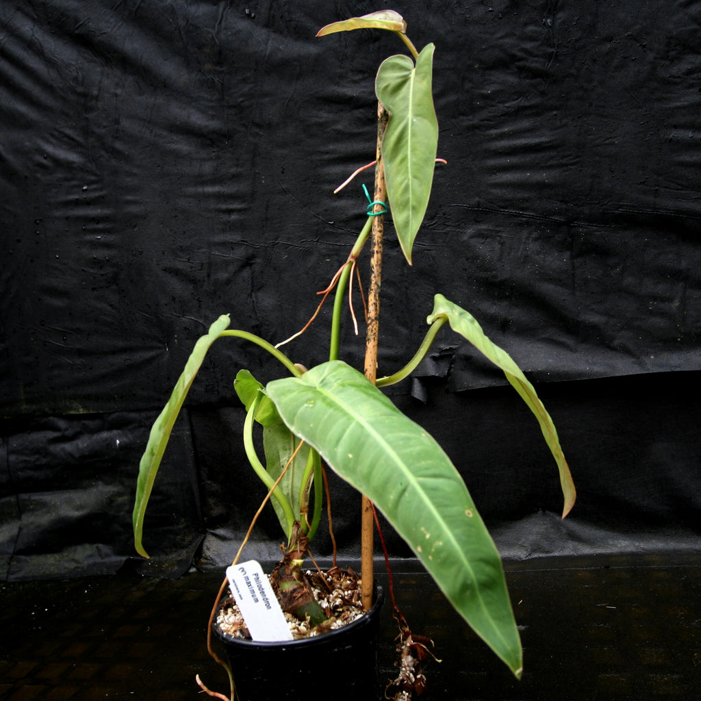 Philodendron maximum – Carnivero