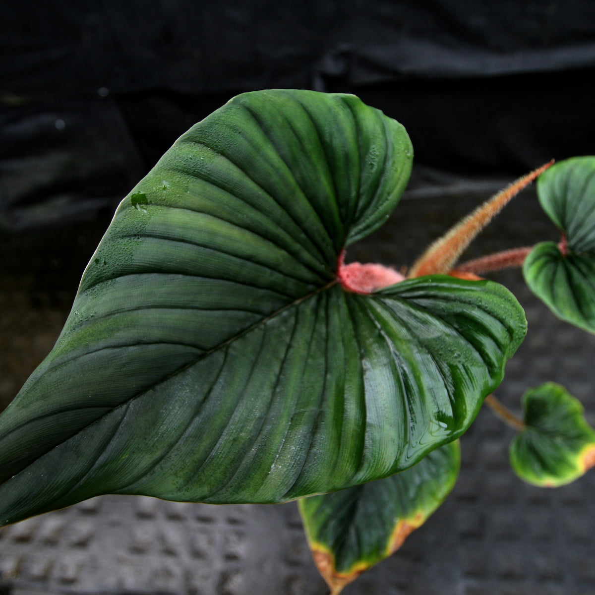 Philodendron squamicaule – Carnivero