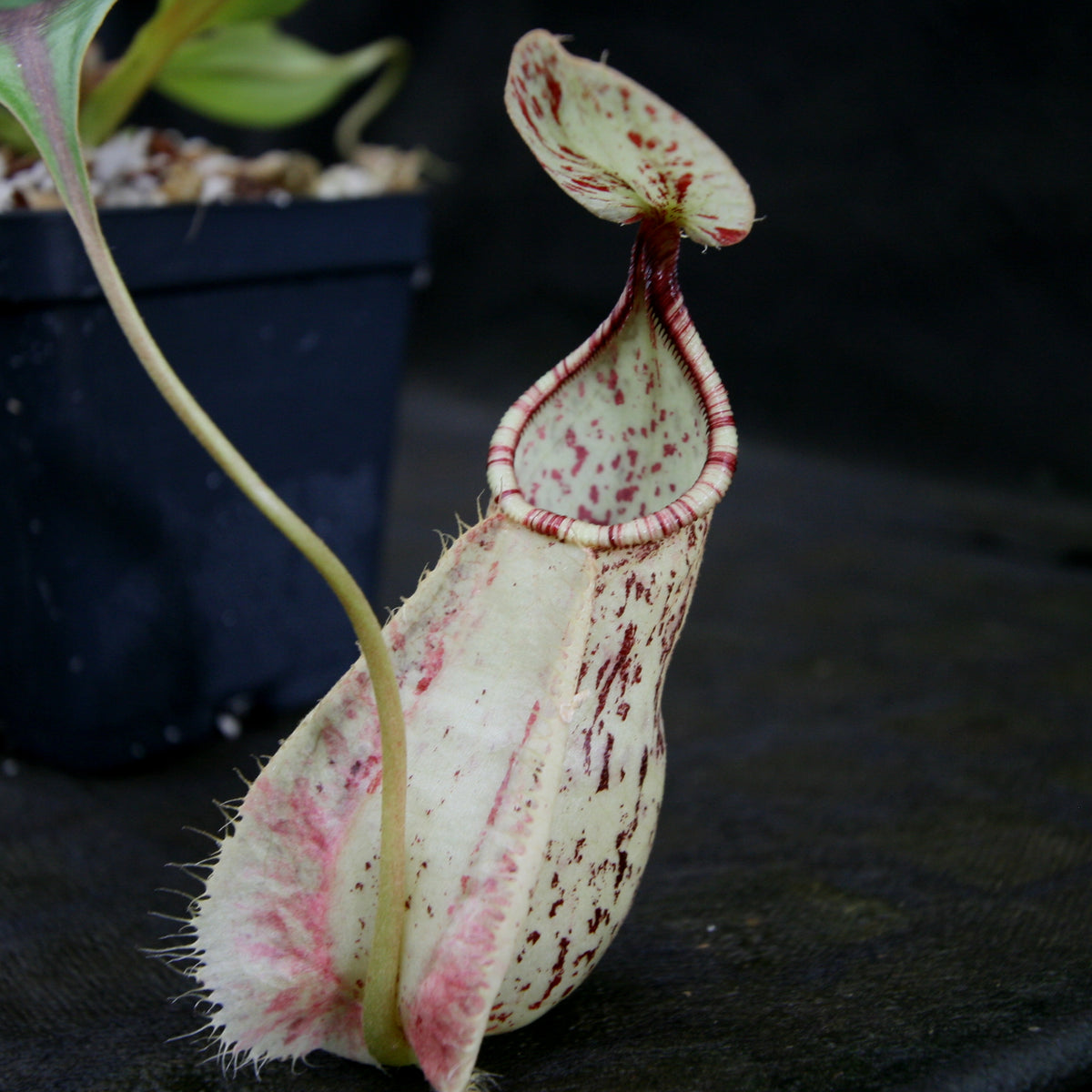 Nepenthes rafflesiana – Carnivero