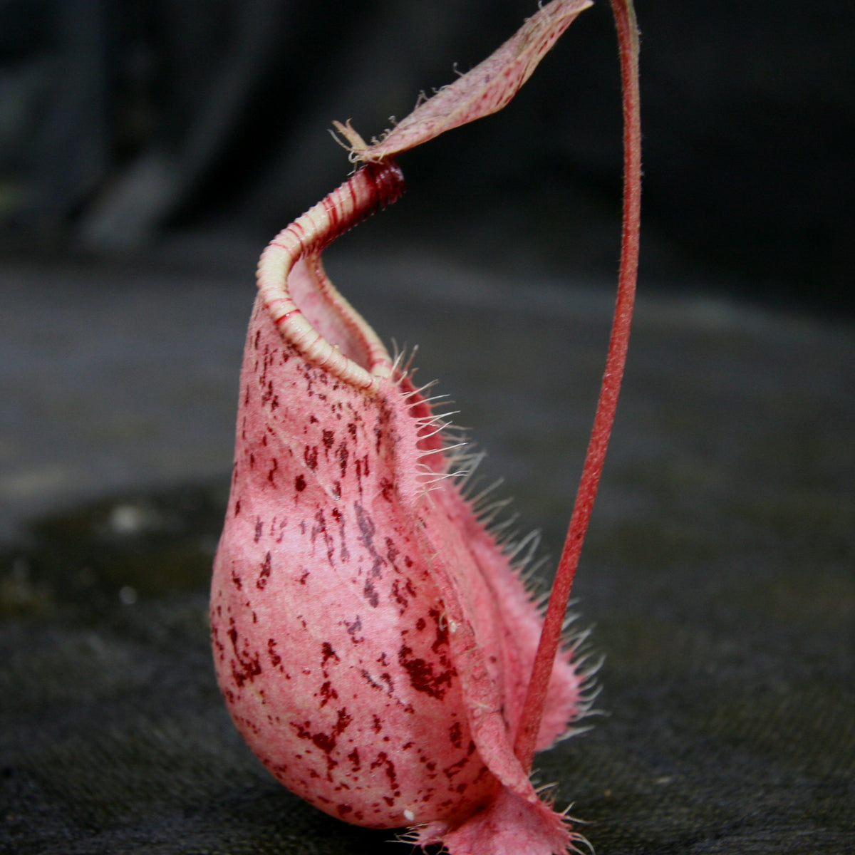 Nepenthes rafflesiana – Carnivero