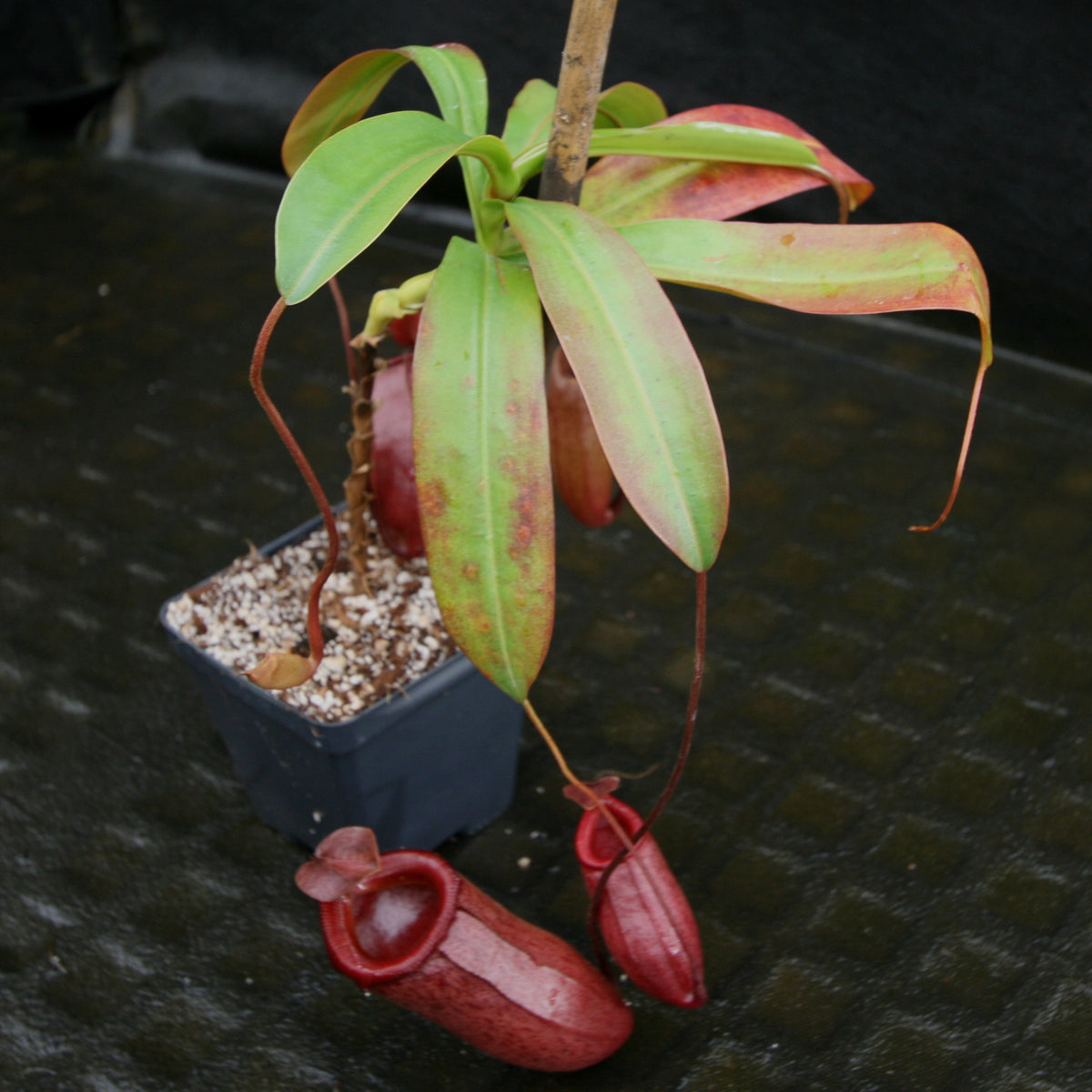 Nepenthes 'Binky', ventricosa x mira – Carnivero