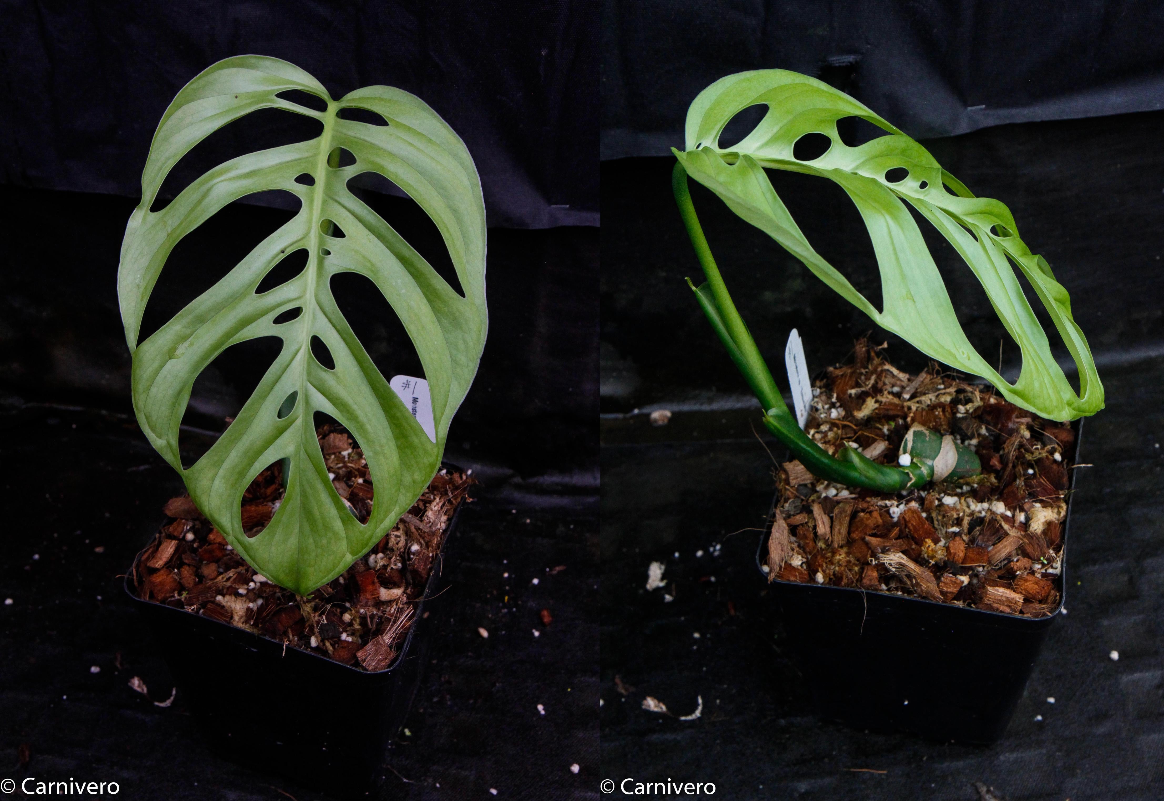 Esqueleto De Albertossauro How To Grow And Care For Monstera Esqueleto
