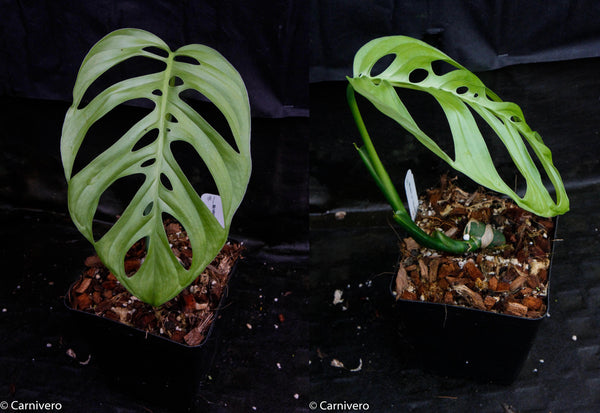 Monstera esqueleto – Carnivero