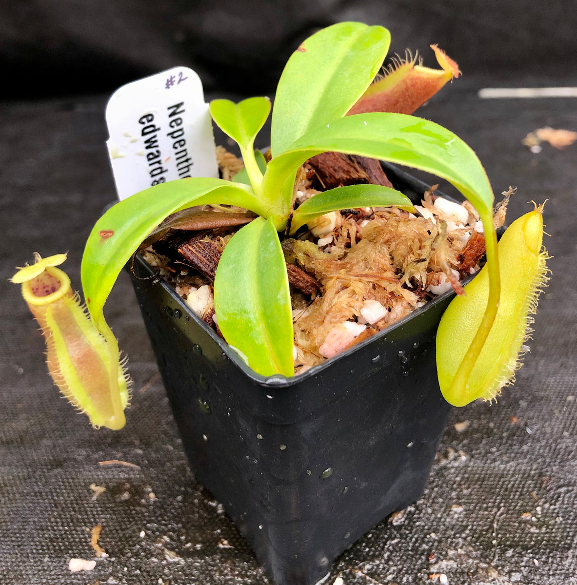 Nepenthes spathulata x edwardsiana – Carnivero