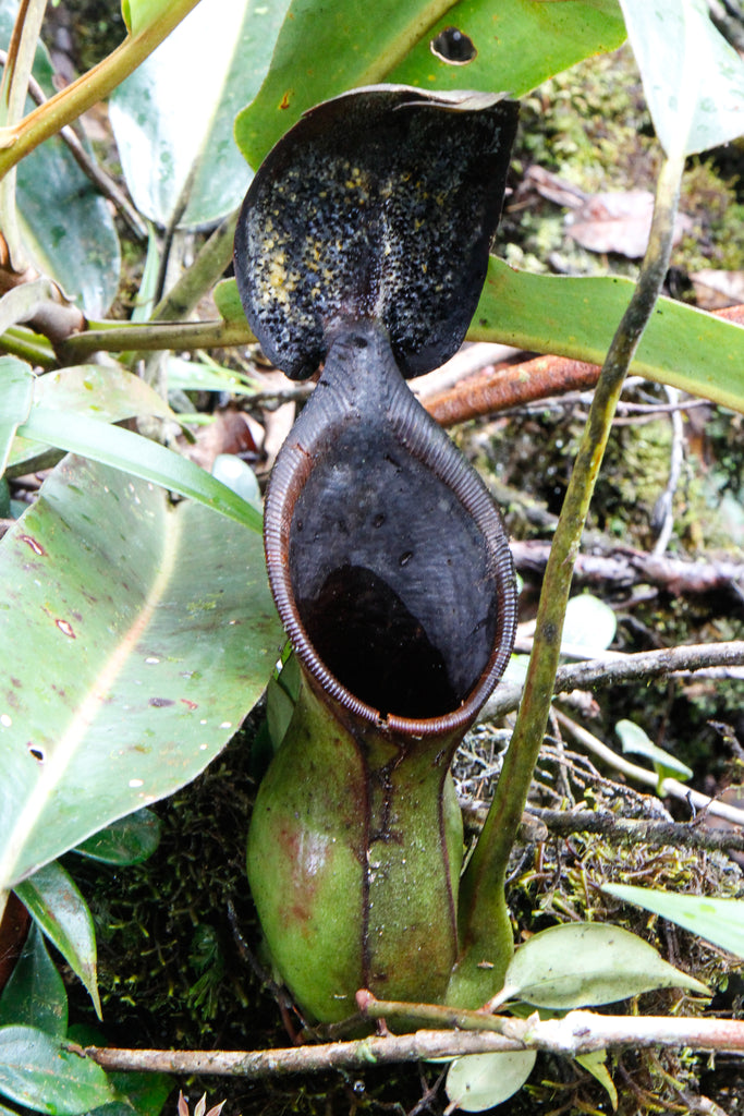 Nepenthes ephippiata – Carnivero