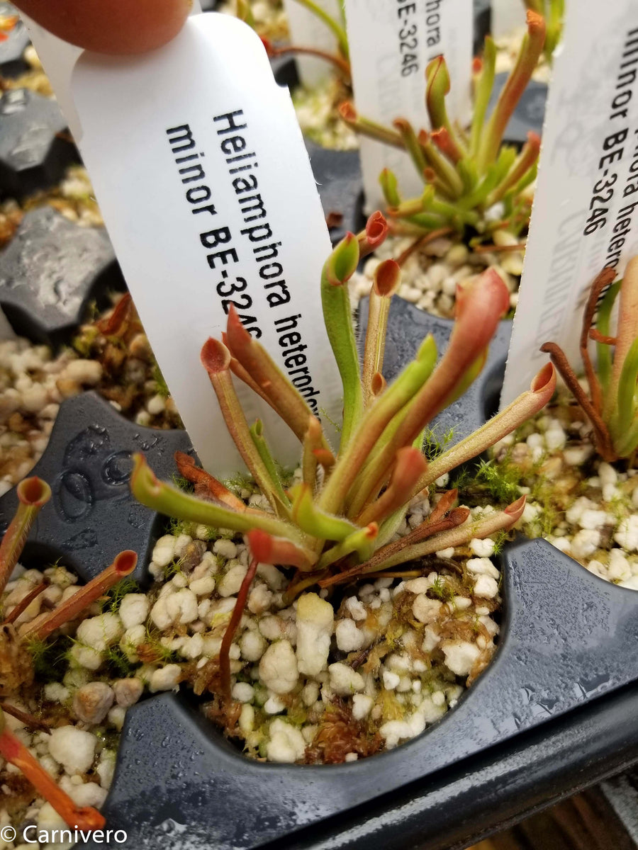 Heliamphora heterodoxa x minor – Carnivero
