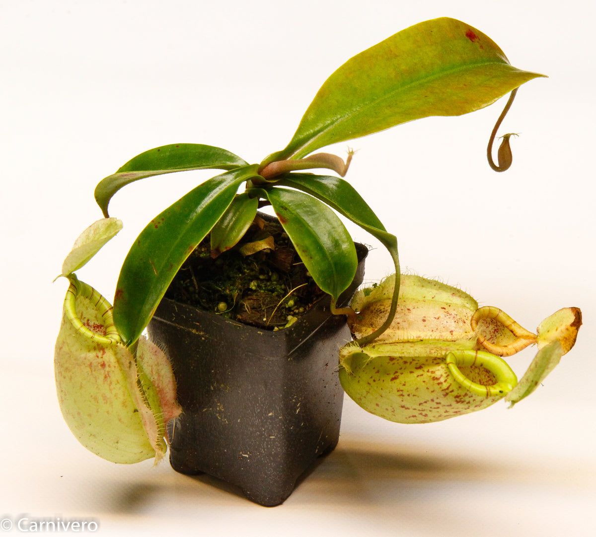 Nepenthes hookeriana - Carnivorous Pitcher Plant – Carnivero