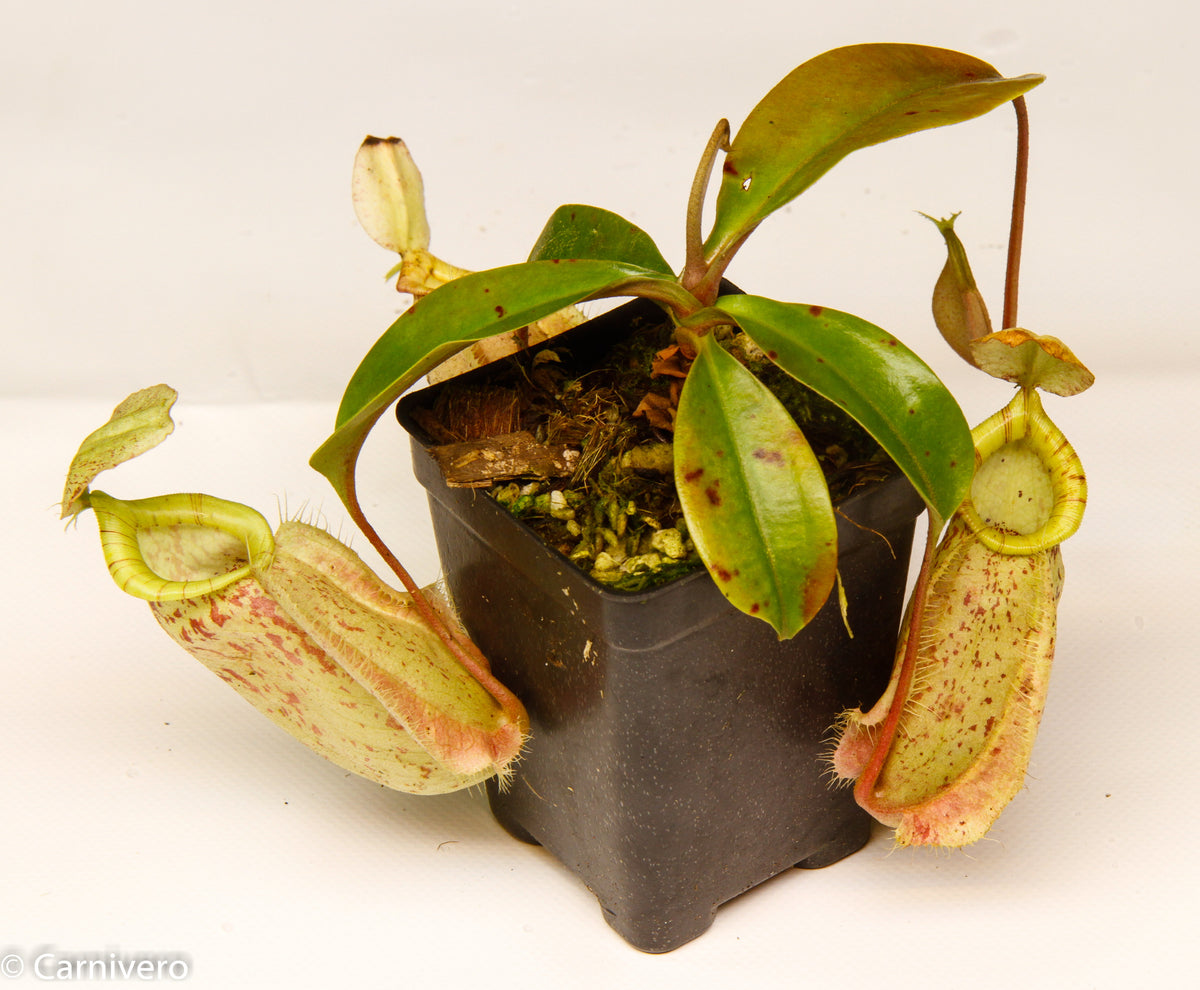 Nepenthes hookeriana BE-3737 – Carnivero