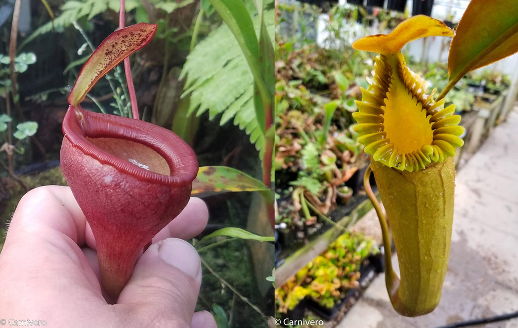 Nepenthes jamban x edwardsiana – Carnivero