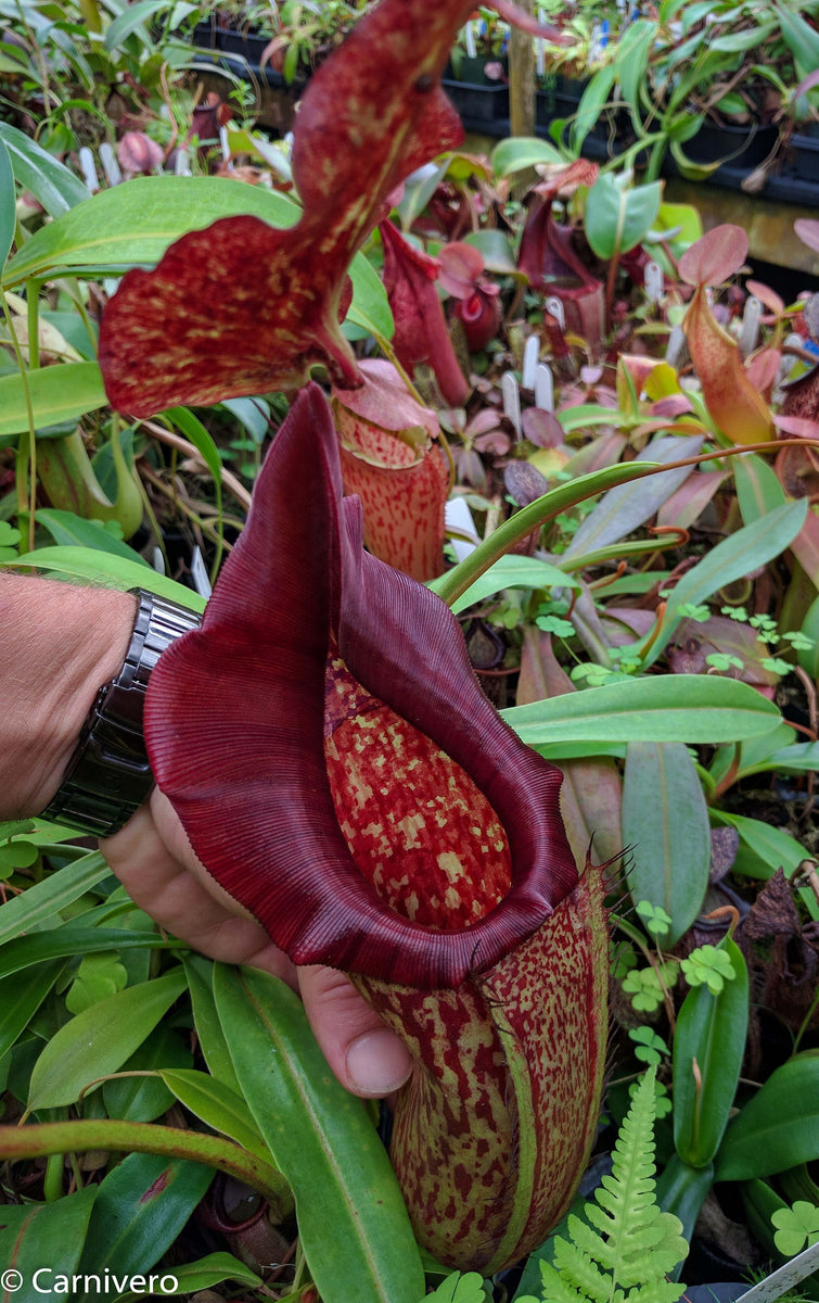 Nepenthes maxima, BE-3067 – Carnivero