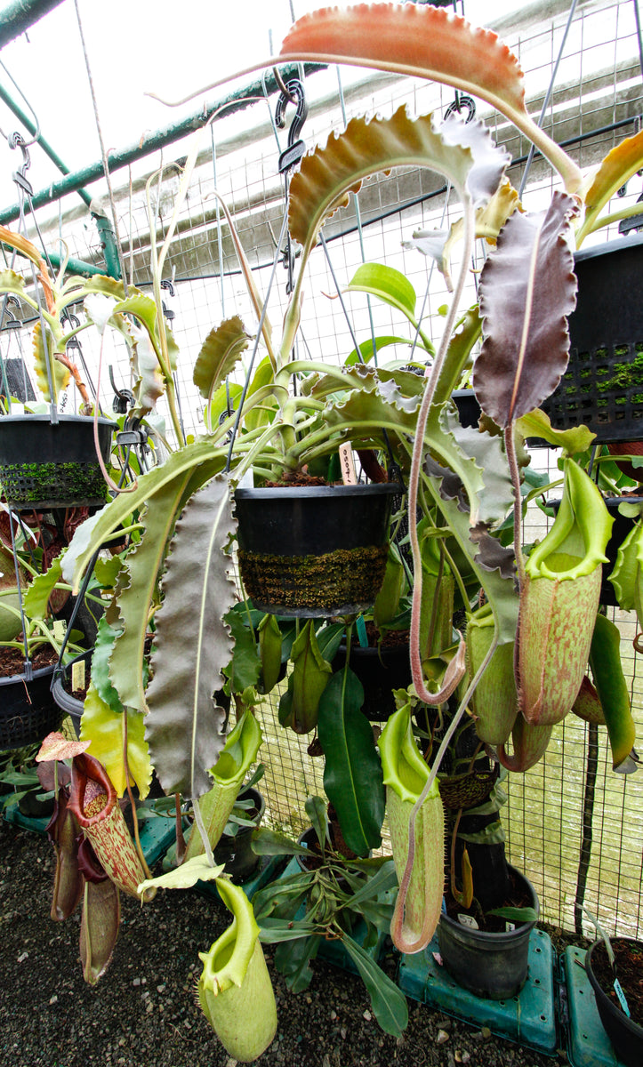 Nepenthes maxima, BE-3907 – Carnivero