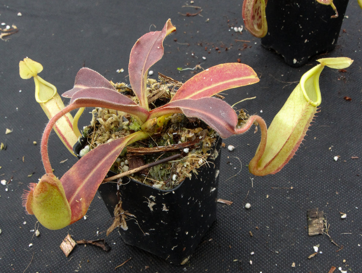 Nepenthes maxima, BE-3907 – Carnivero