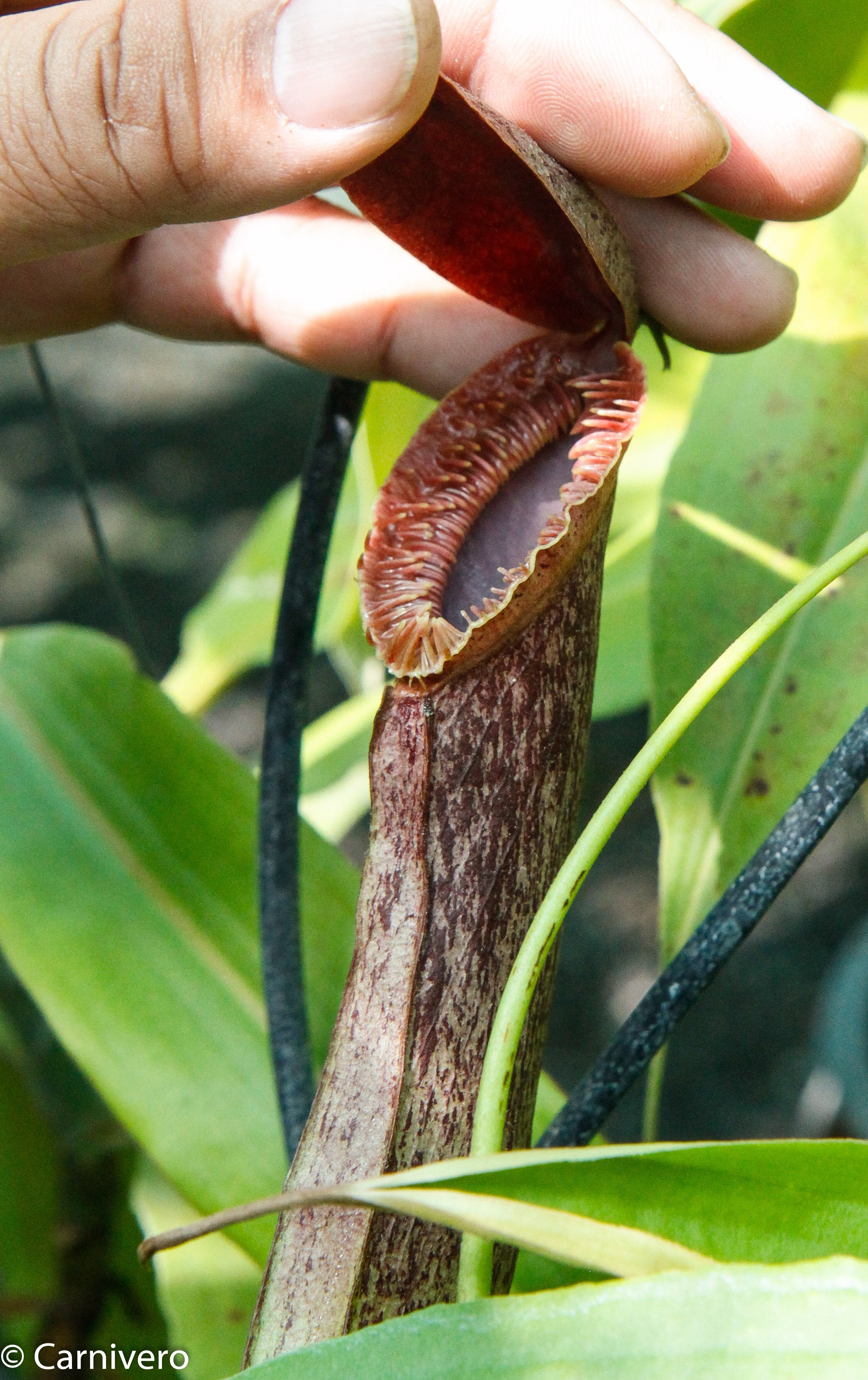 Nepenthes mirabilis var. echinostoma, BE-3372 – Carnivero