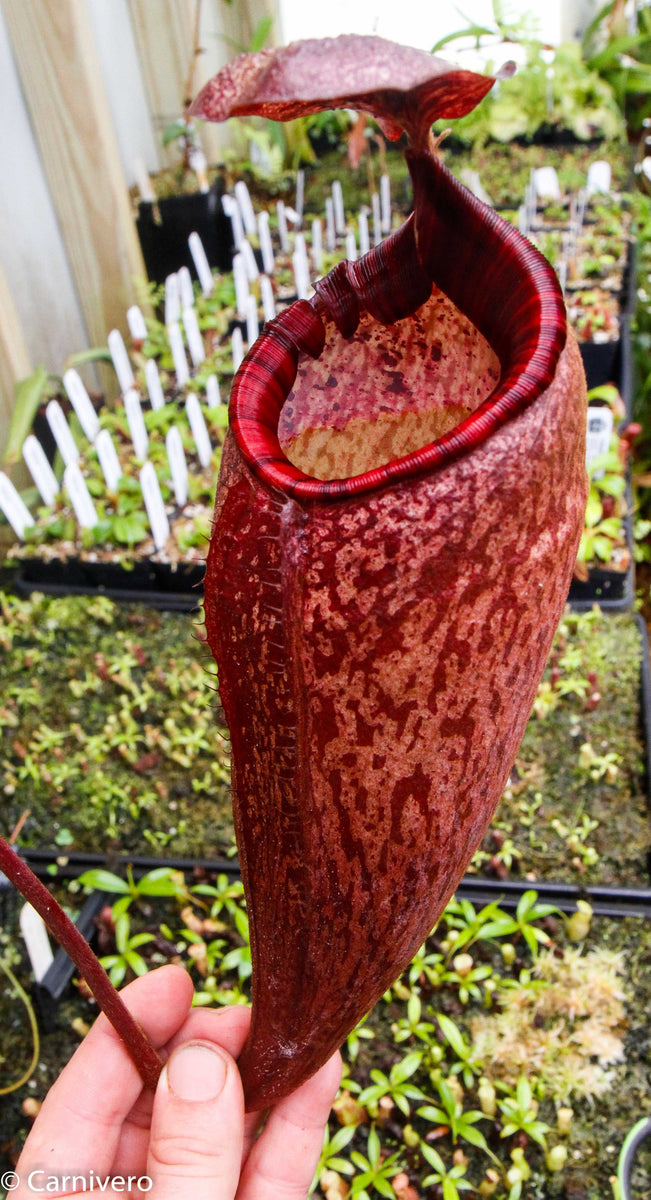 Nepenthes peltata, BE-3464 – Carnivero
