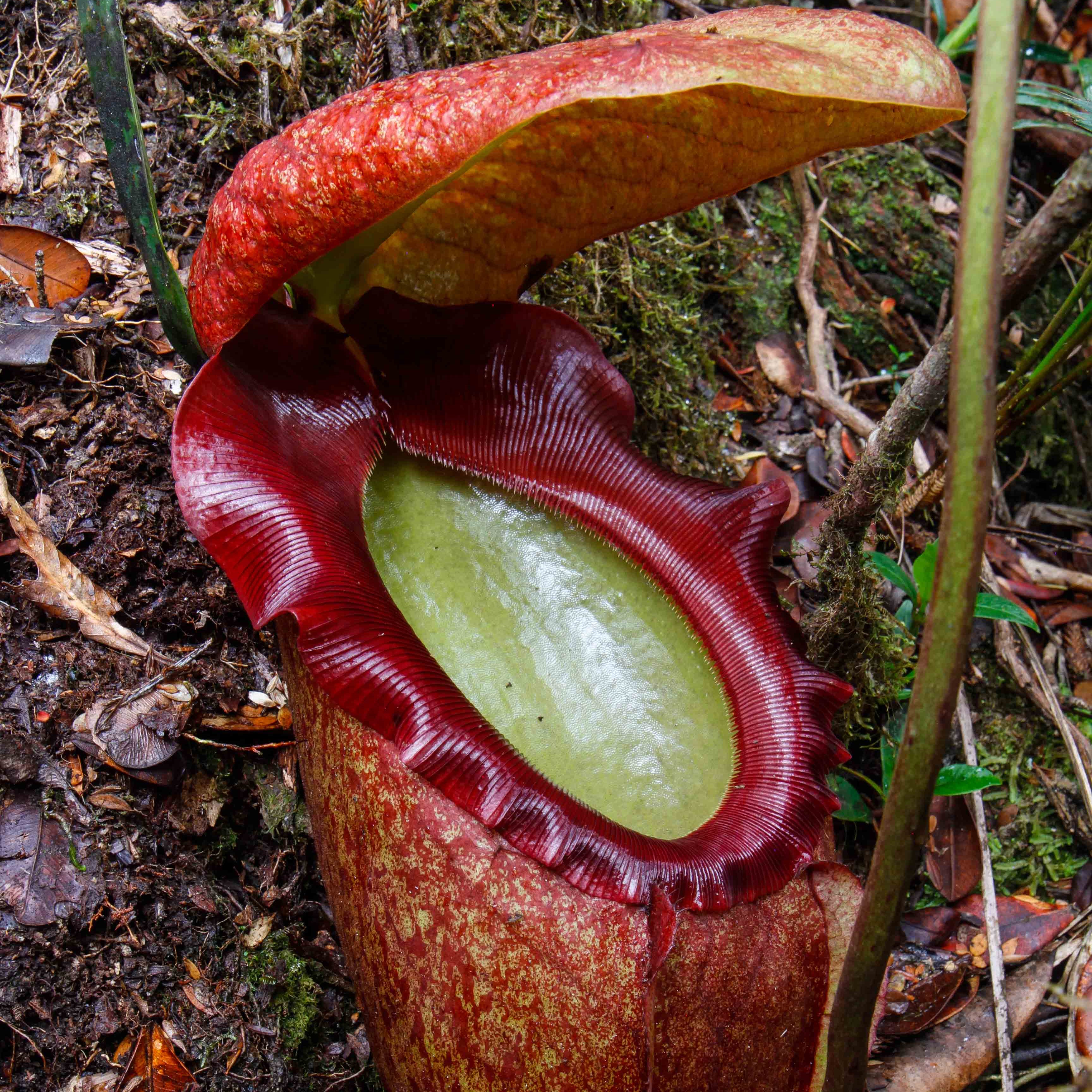 Nepenthes rajah, BE-3152 – Carnivero
