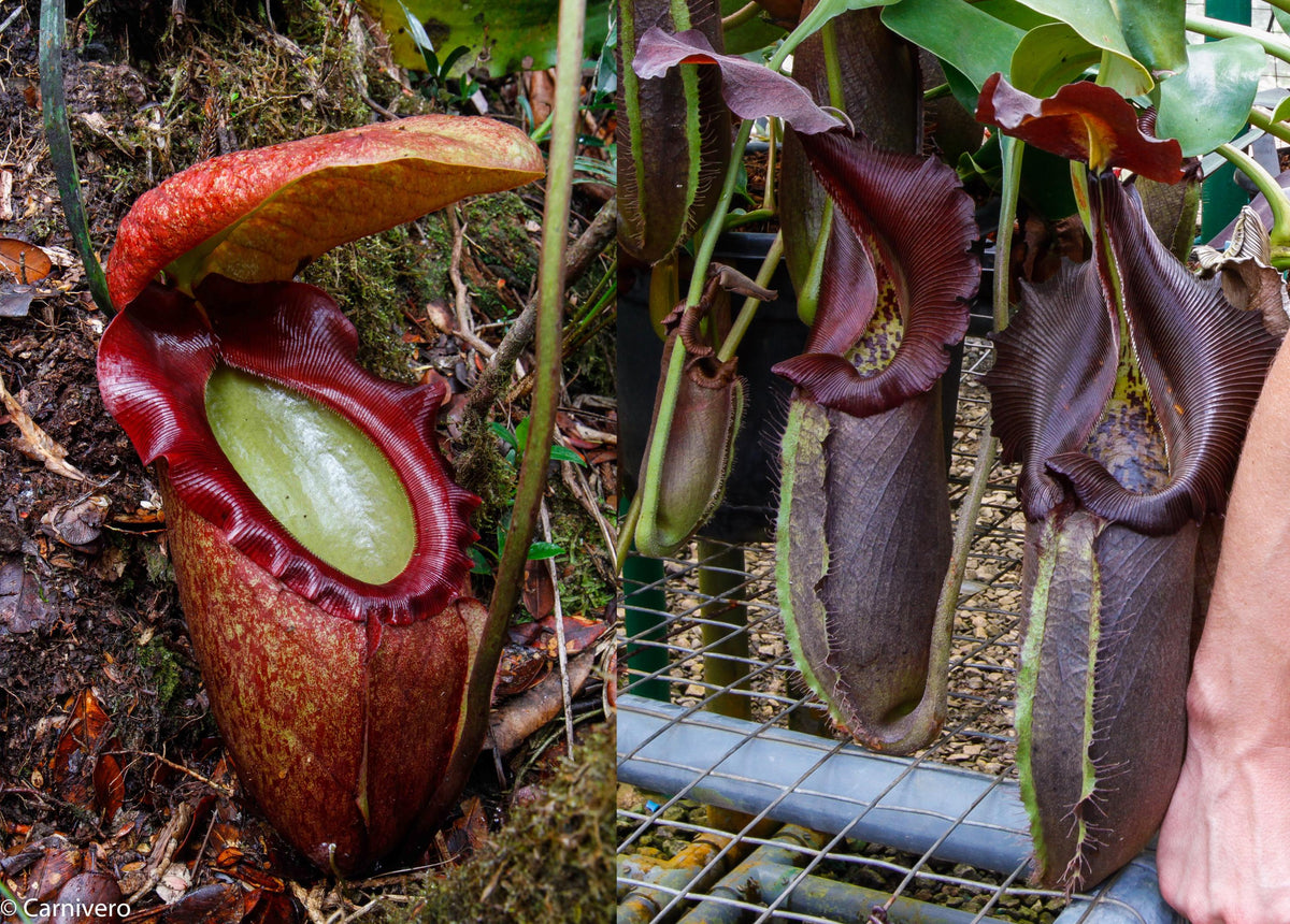Nepenthes rajah x robcantleyi – Carnivero
