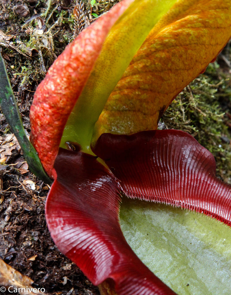 Nepenthes rajah, BE-3152 – Carnivero