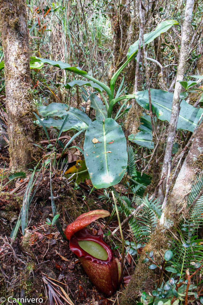 Nepenthes rajah, BE-3152 – Carnivero