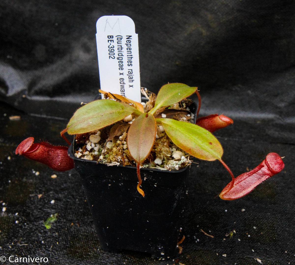 Nepenthes rajah x (burbidgeae x edwardsiana) – Carnivero