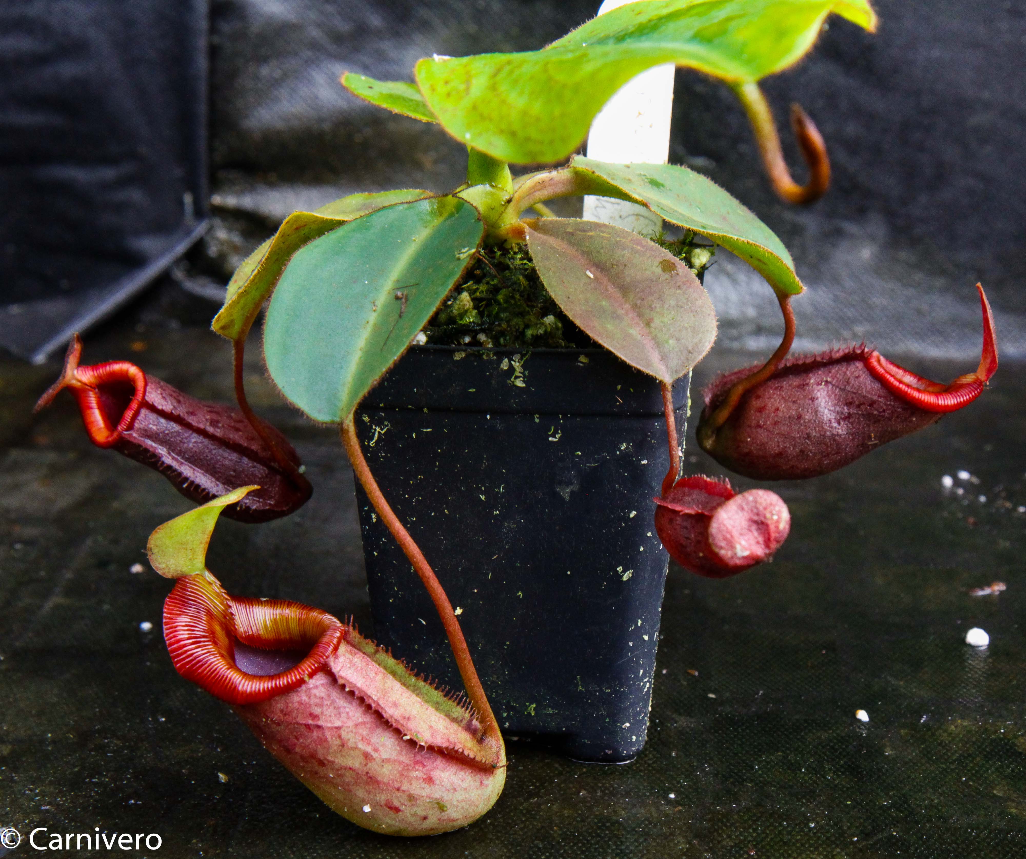 Nepenthes rajah x (lowii x veitchii) – Carnivero