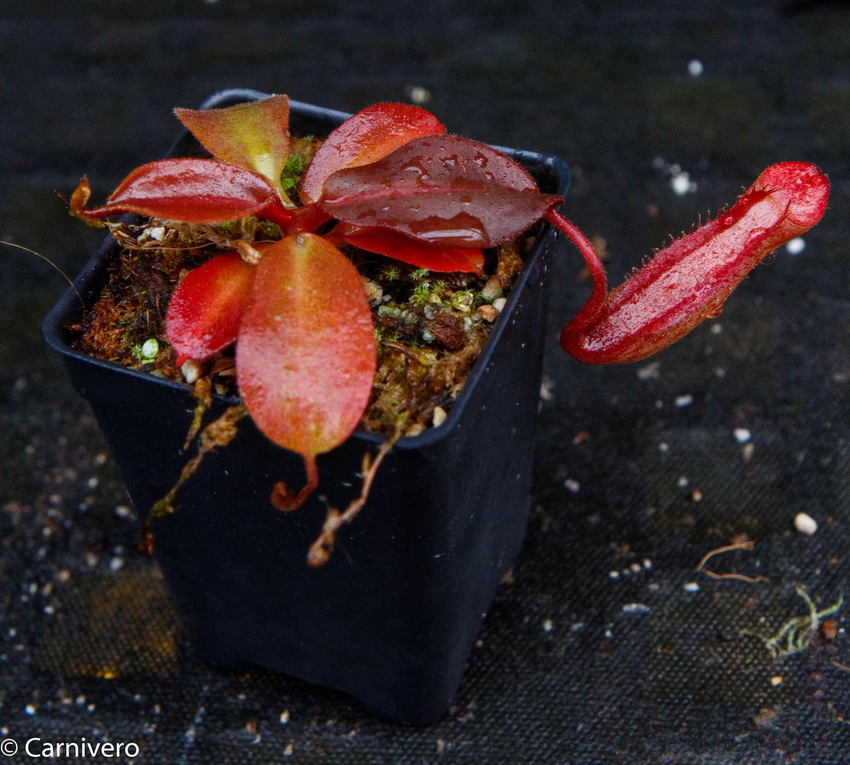 Nepenthes rajah x (veitchii x platychila) – Carnivero