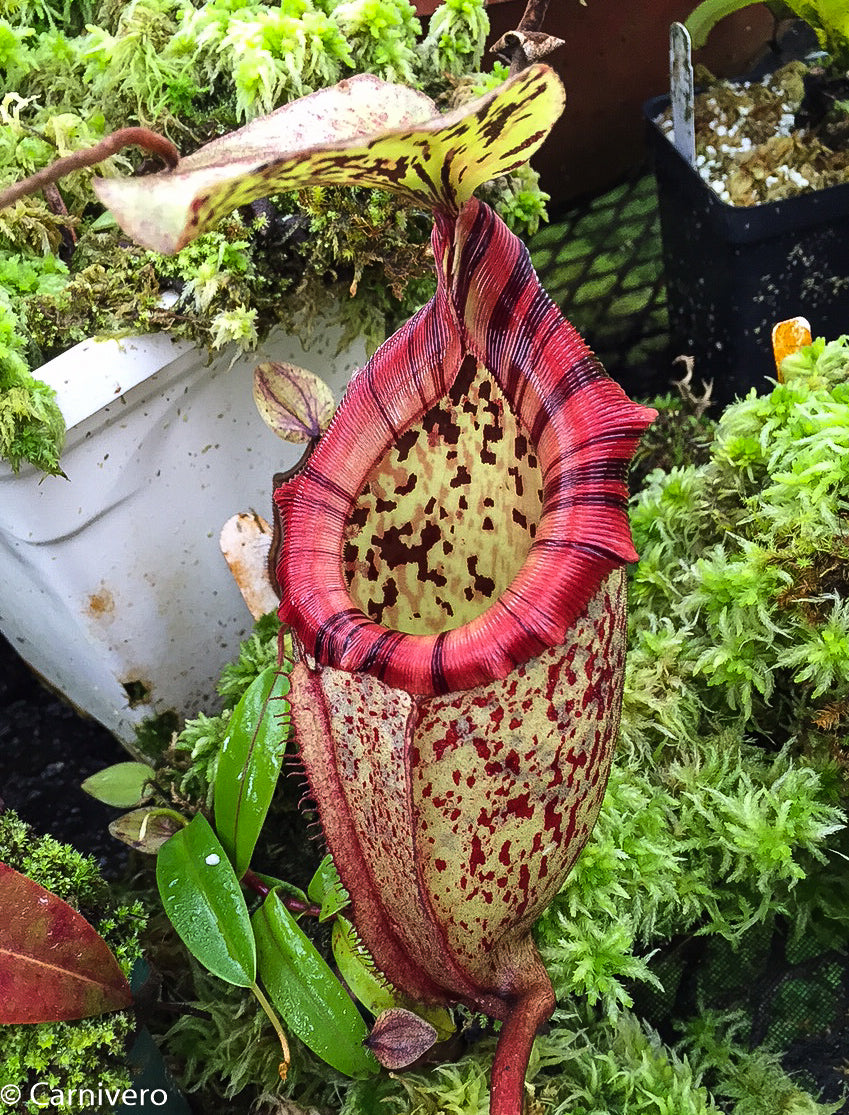 Nepenthes rajah x burbidgeae (x Alisaputrana) – Carnivero