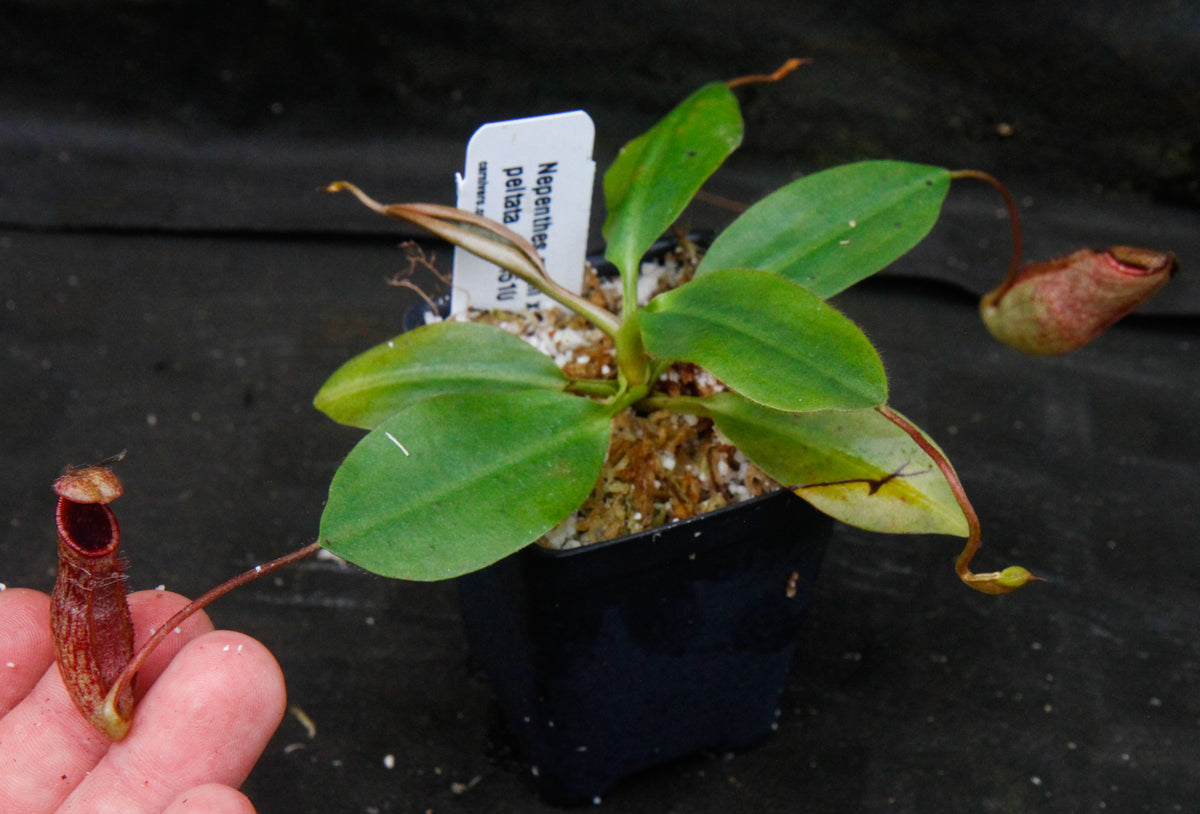 Nepenthes rajah x peltata – Carnivero