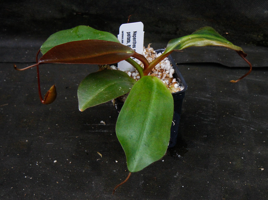 Nepenthes rajah x peltata – Carnivero