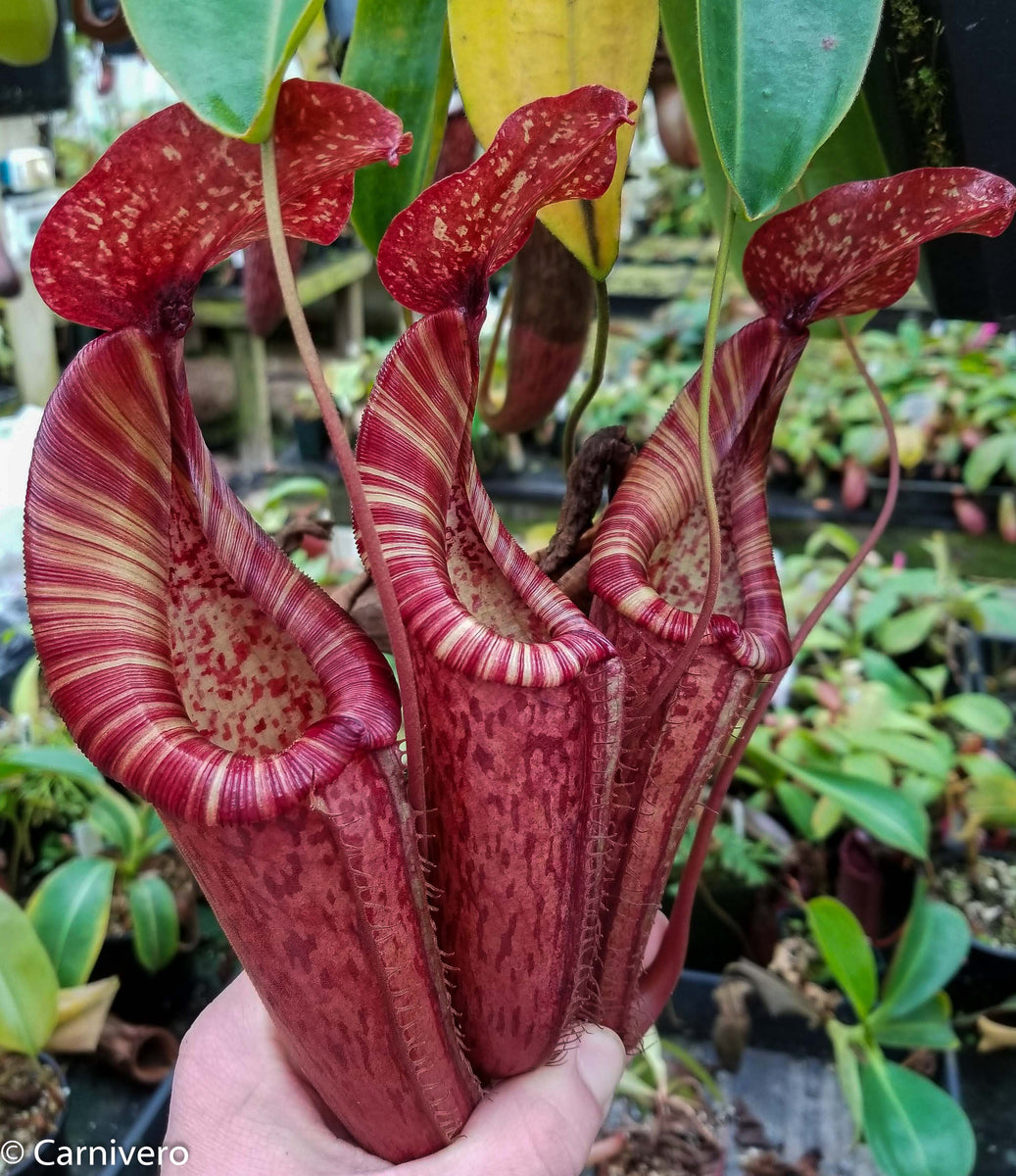 Nepenthes (Rokko x boschiana) x {maxima x [(stenophylla x lowii) x (Ro ...