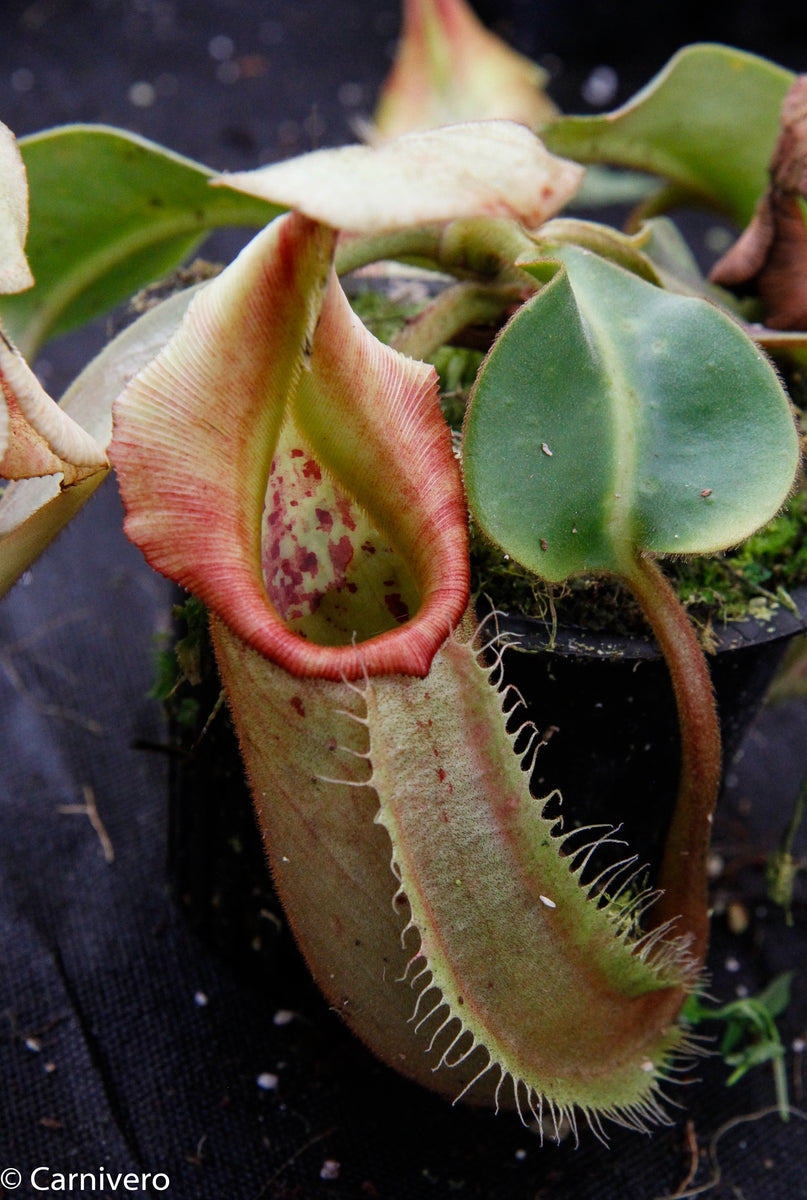 Nepenthes robcantleyi x veitchii "Sungai Samba", BE-3700 – Carnivero
