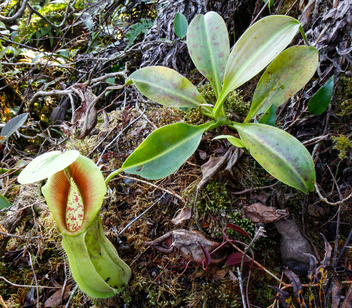 Nepenthes spathulata, BE-3175 – Carnivero