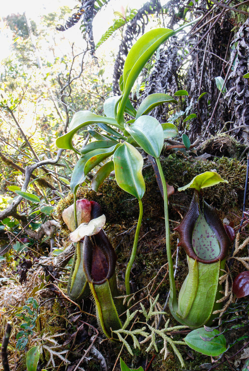 Nepenthes spathulata, BE-3175 – Carnivero
