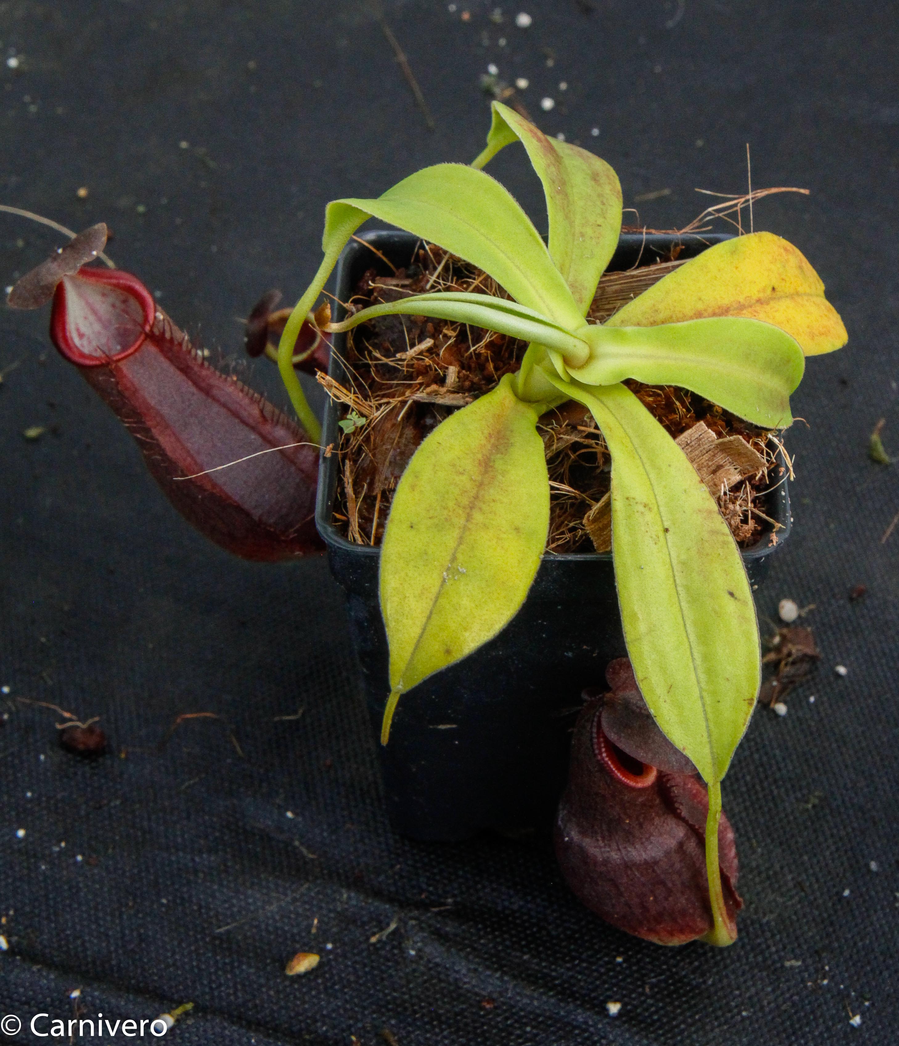 Nepenthes spathulata x gymnamphora – Carnivero
